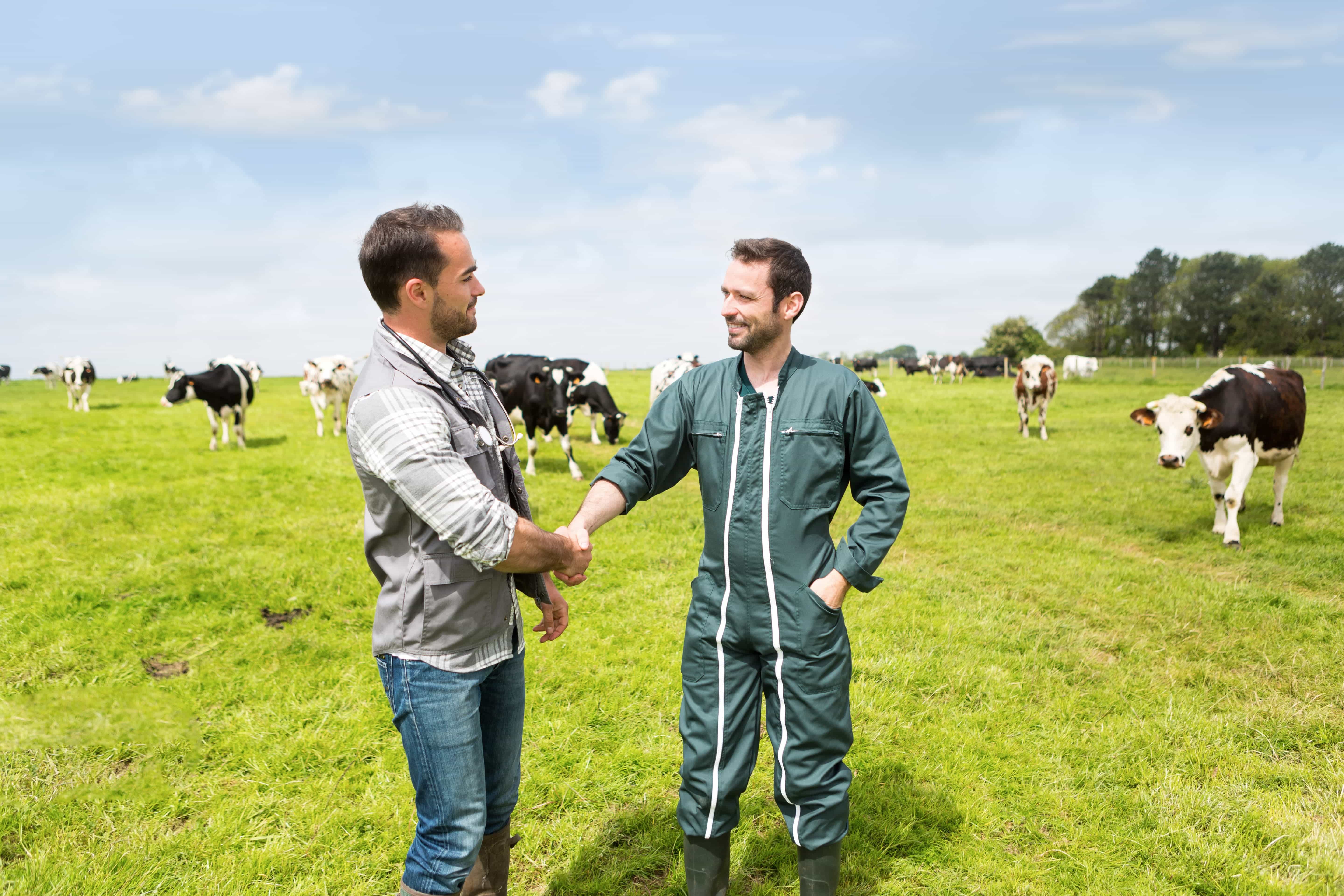 The Importance Of Progesterone In Pregnancy Establishment In Cattle